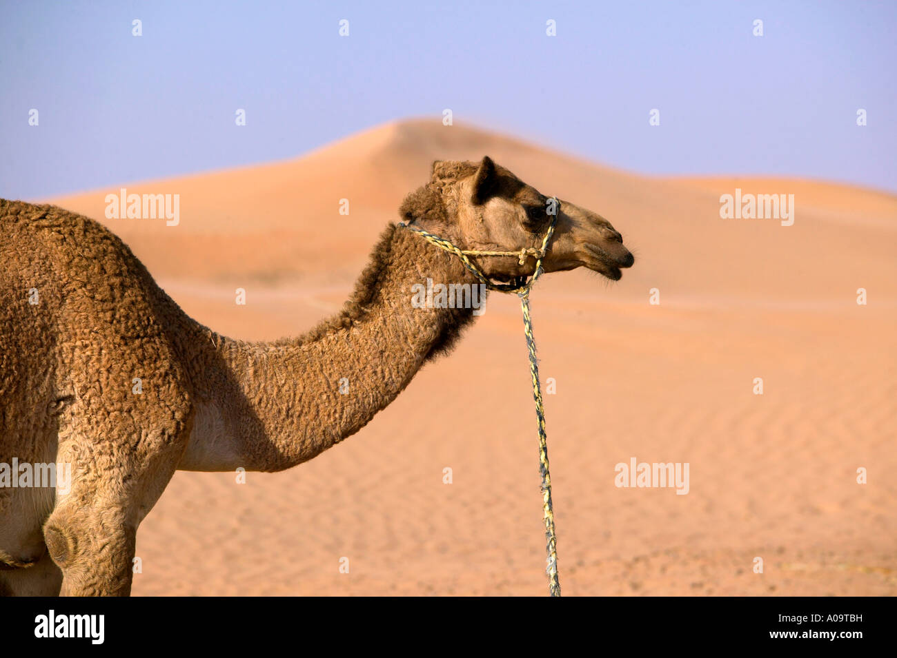 Kamel dubai hi-res stock photography and images - Alamy