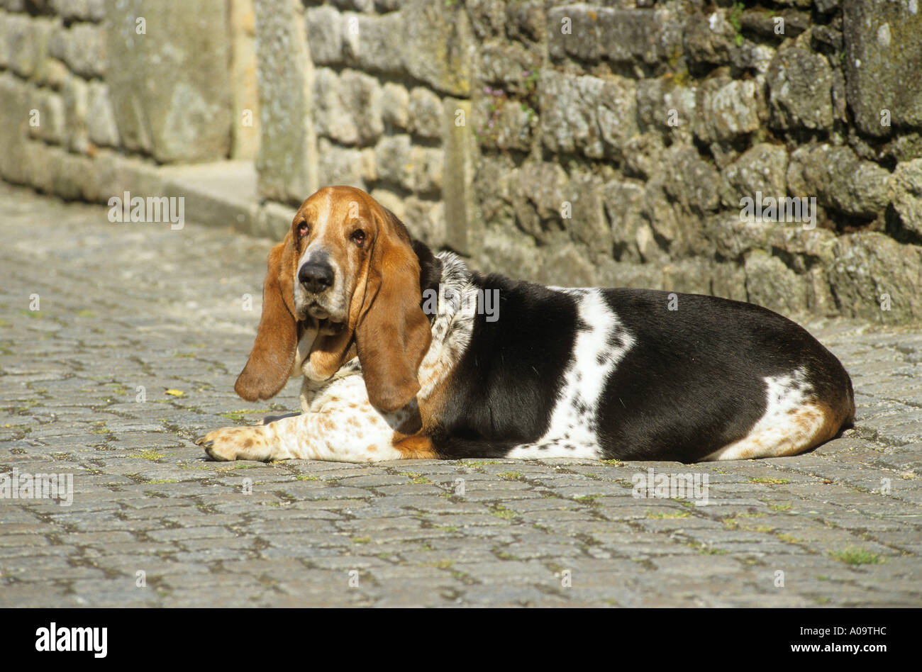 Basset Hound lying Stock Photo - Alamy