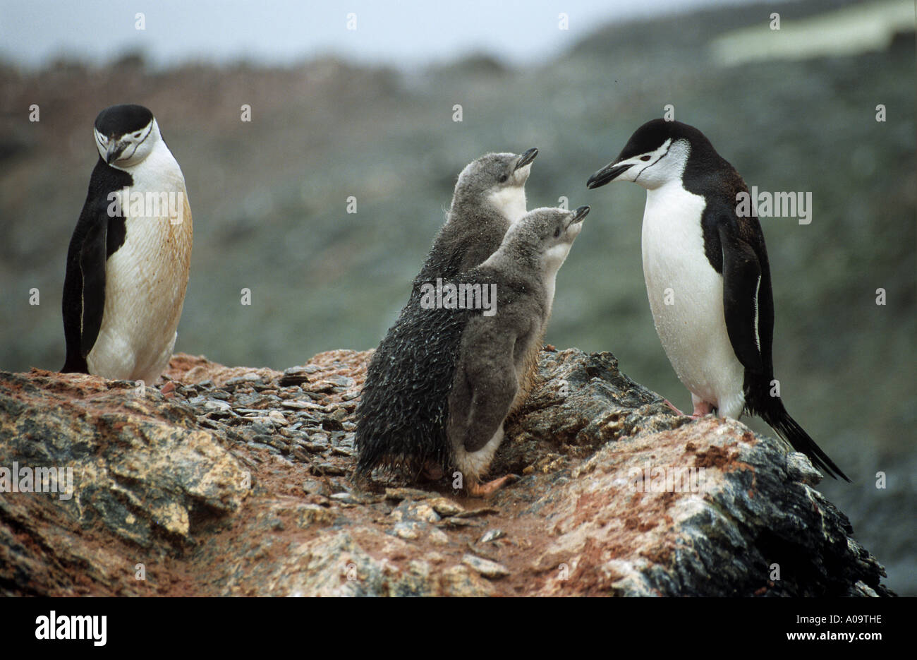 Chinstrap penguins and their young hi-res stock photography and images ...