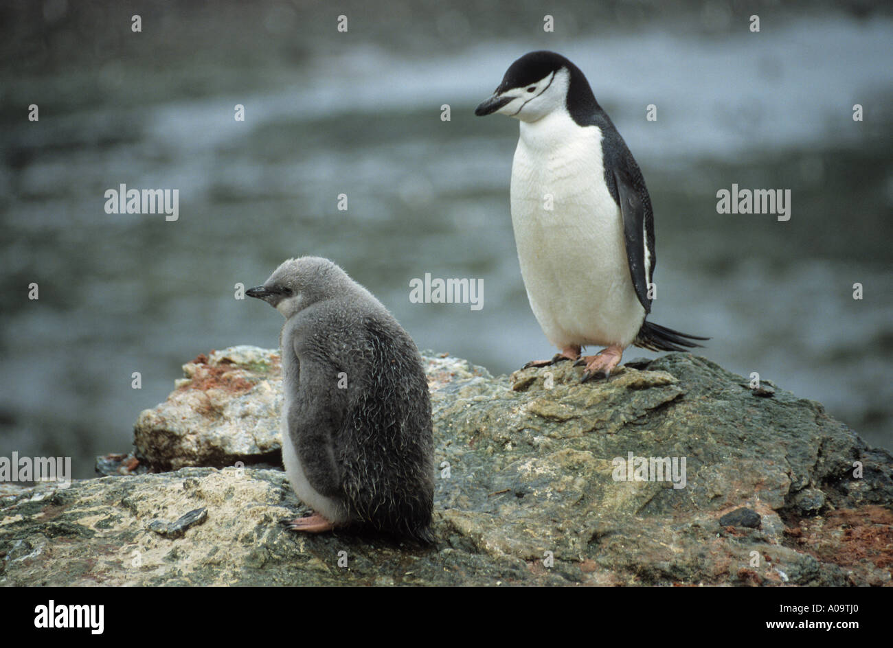 Chinstrap penguin bearded penguin with cub Pygoscelis antarctica Stock ...