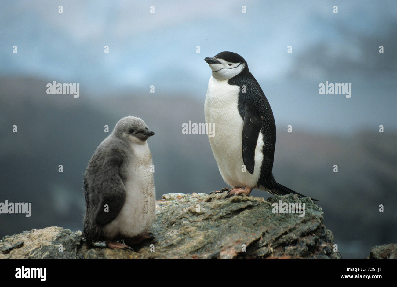 Chinstrap penguins and their young hi-res stock photography and images ...