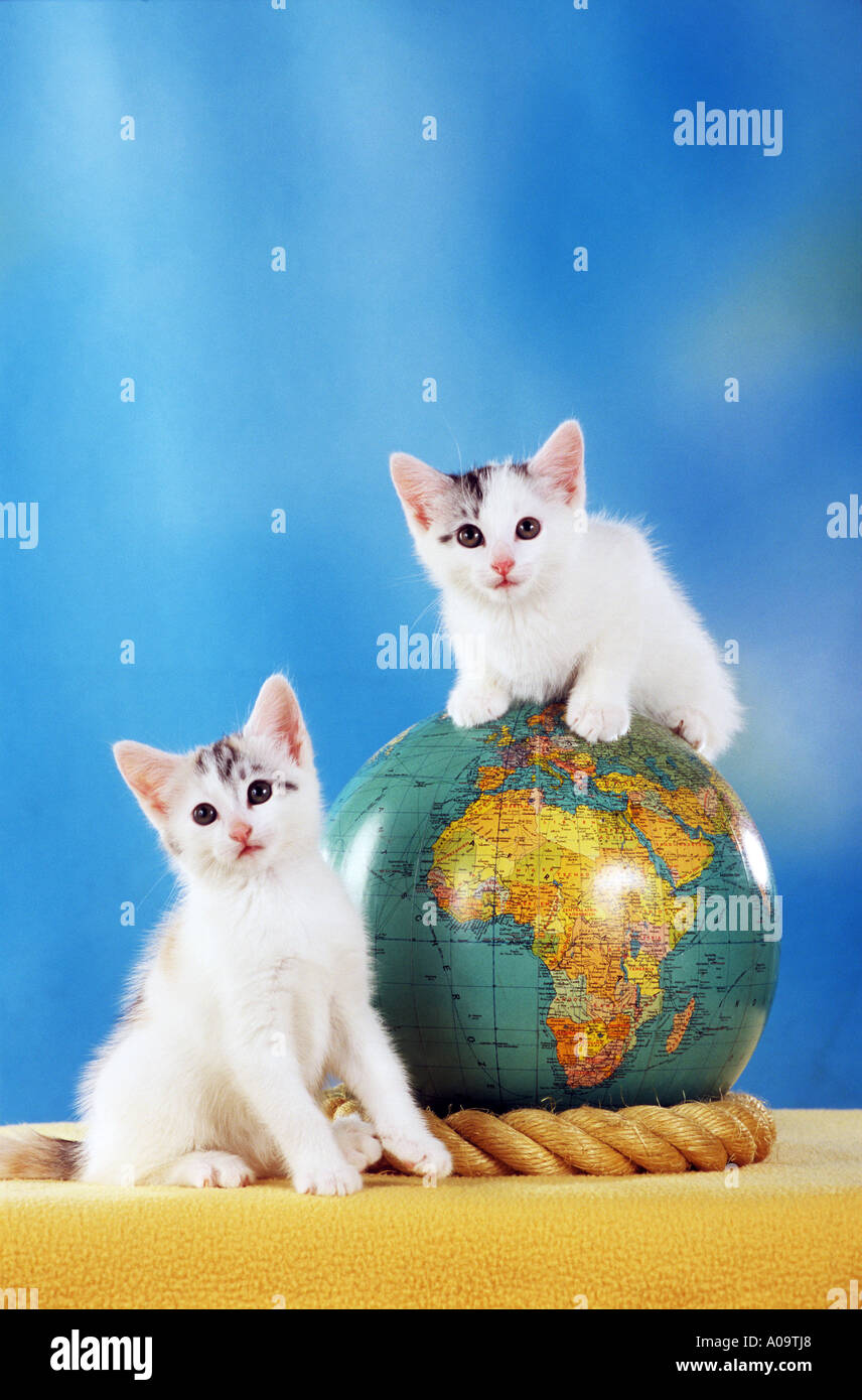 Cat and globe hi-res stock photography and images - Alamy