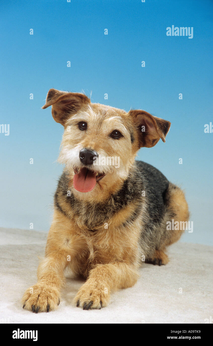 Mischling hi-res stock photography and images - Alamy