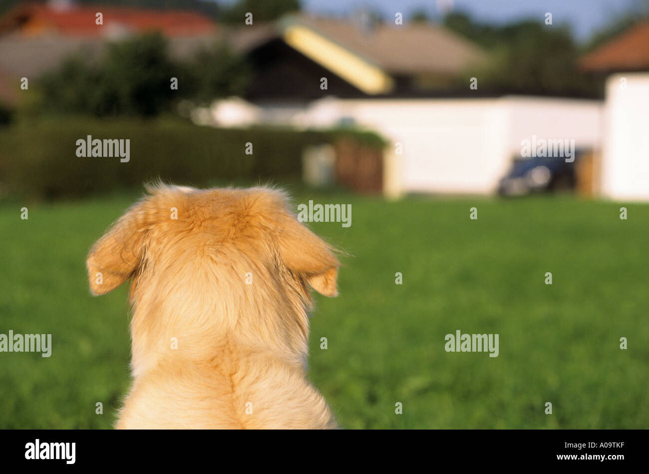 dog from behind Stock Photo - Alamy
