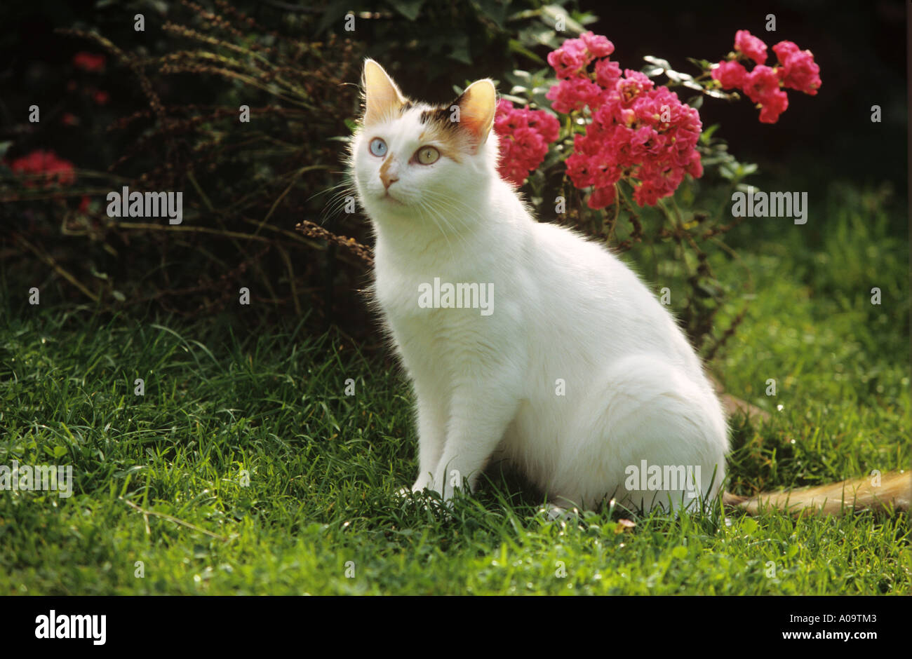 Anatolian cat hi-res stock photography and images - Alamy