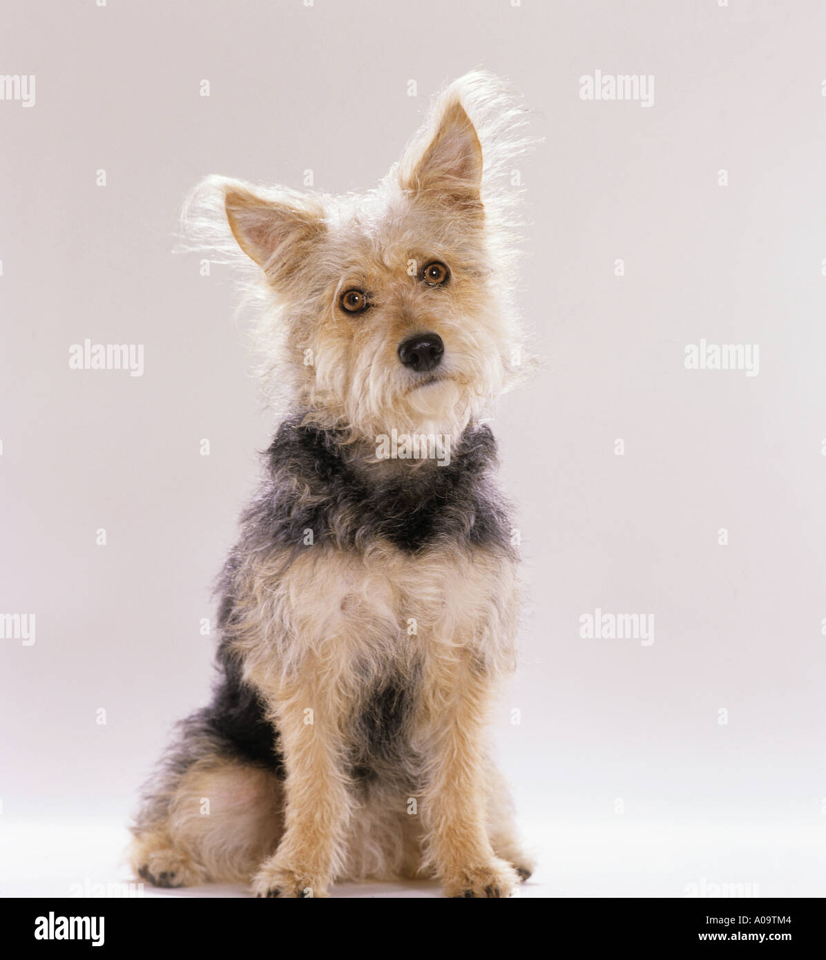 half breed dog cut out Stock Photo - Alamy