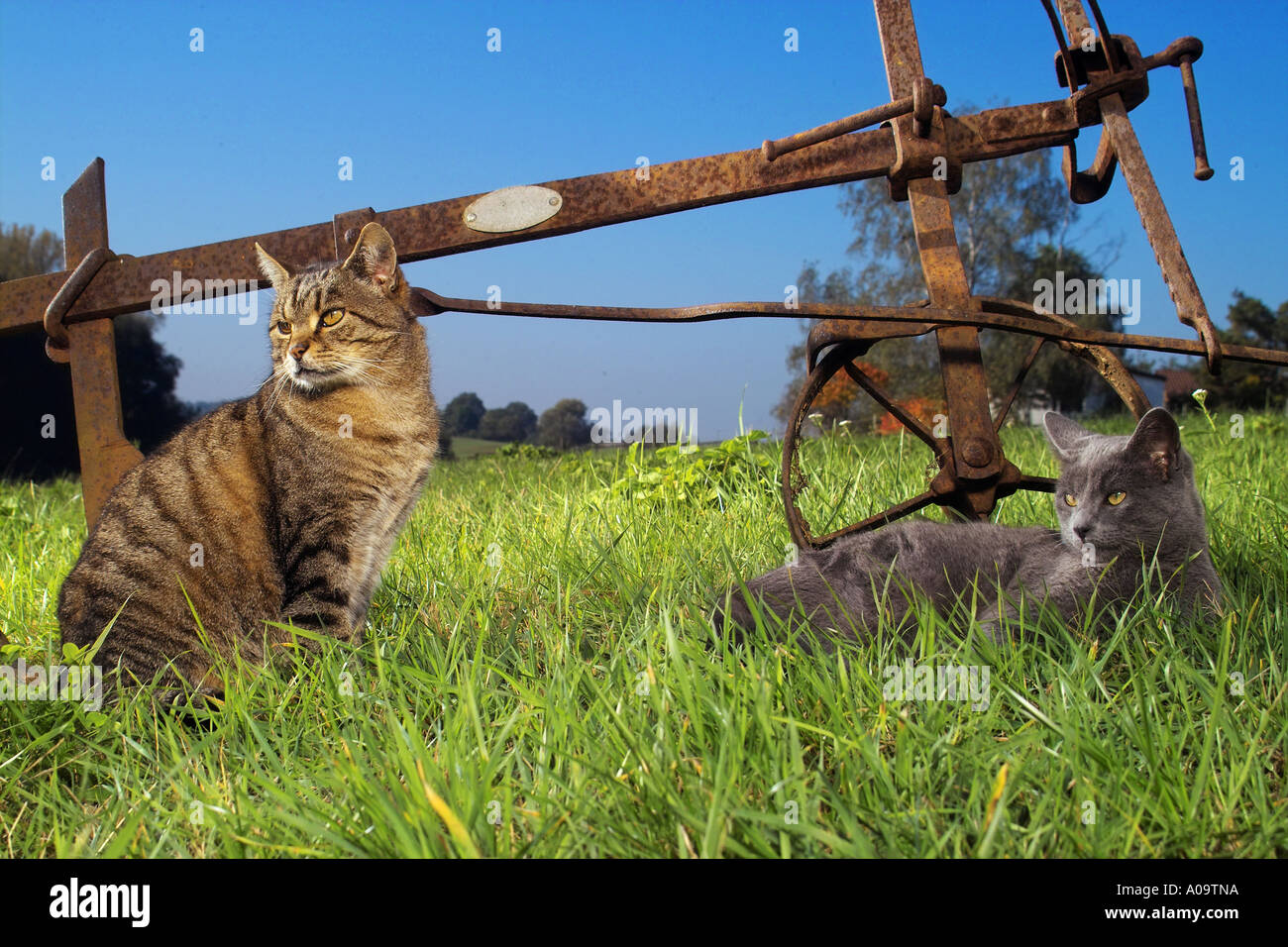 Two grey farm cats hi-res stock photography and images - Alamy