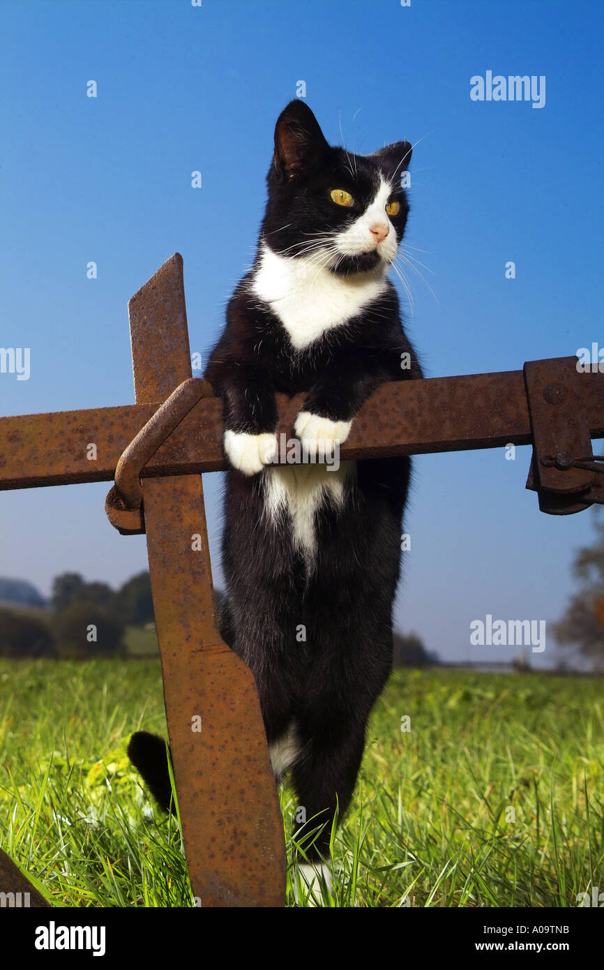 domestic cat on agricultural equipment Stock Photo - Alamy