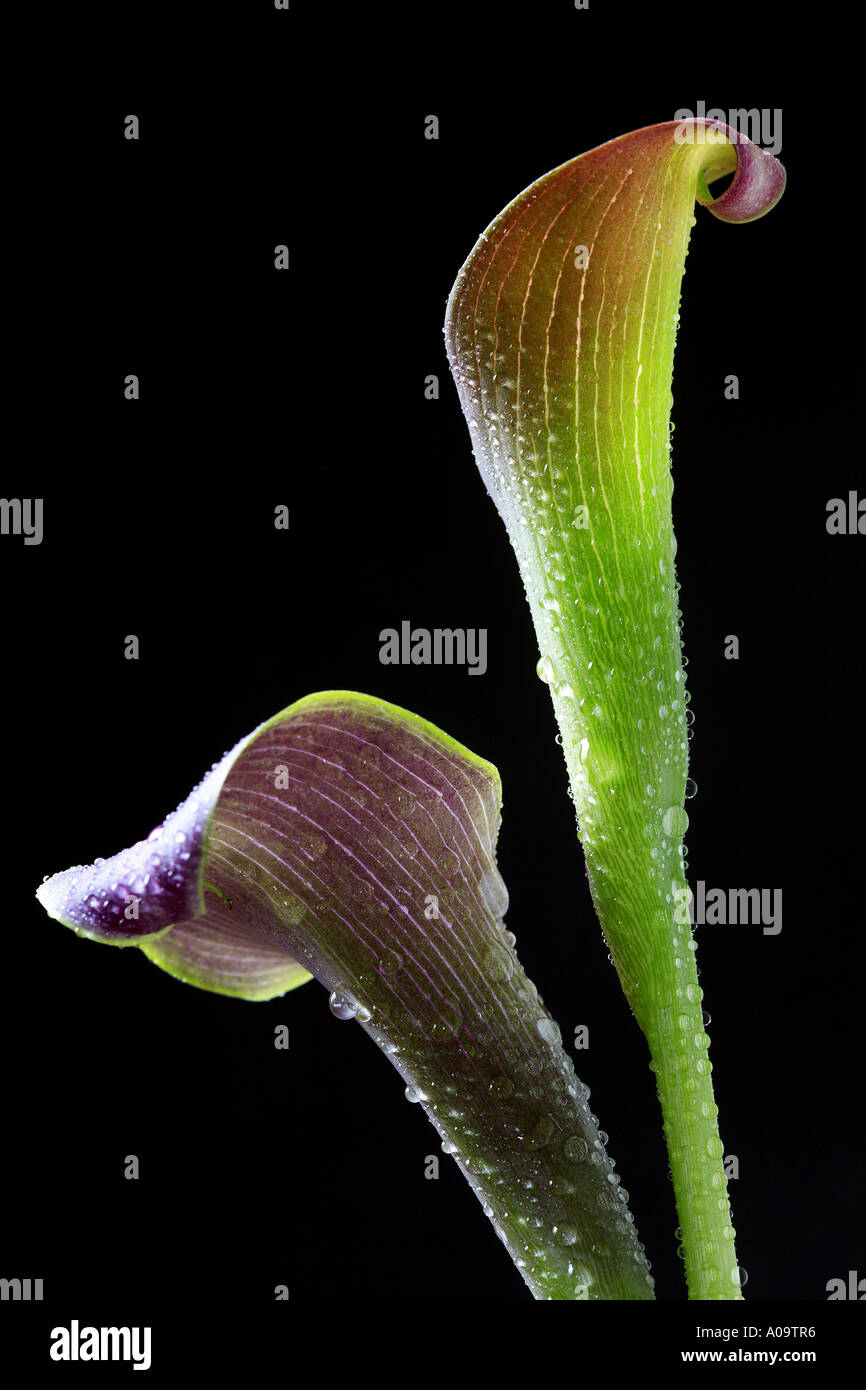 Two calla lilies hi-res stock photography and images - Alamy