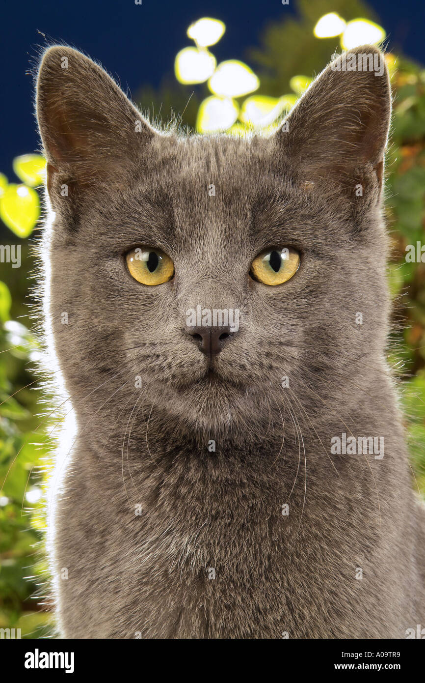 Carthusian cat portrait Stock Photo - Alamy