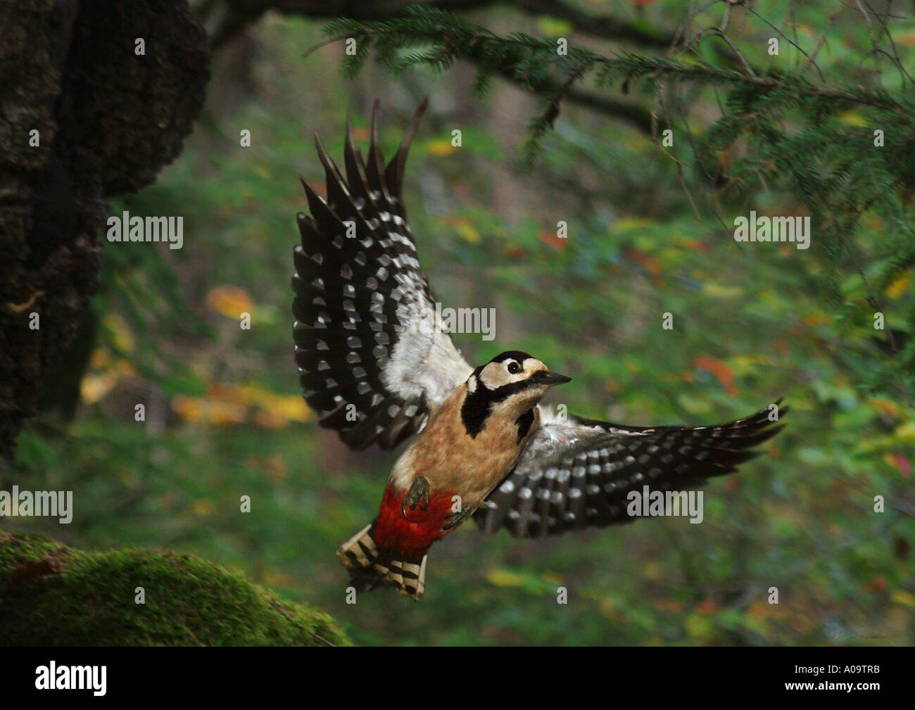 Great spotted woodpecker flying hi-res stock photography and images - Alamy