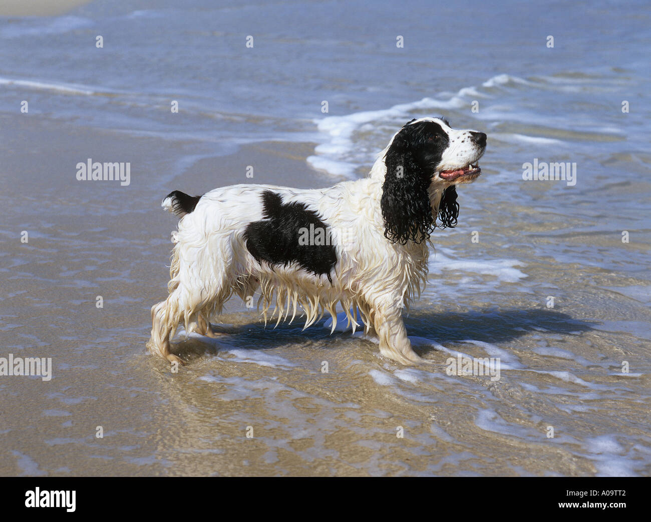 Cocker spaniel standing in the beach hi-res stock photography and ...