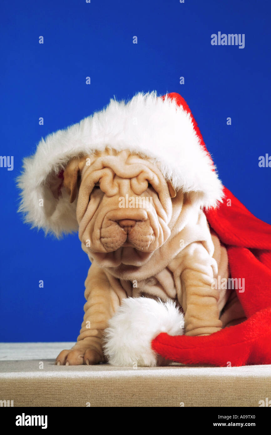 Shar pei pups hi-res stock photography and images - Alamy