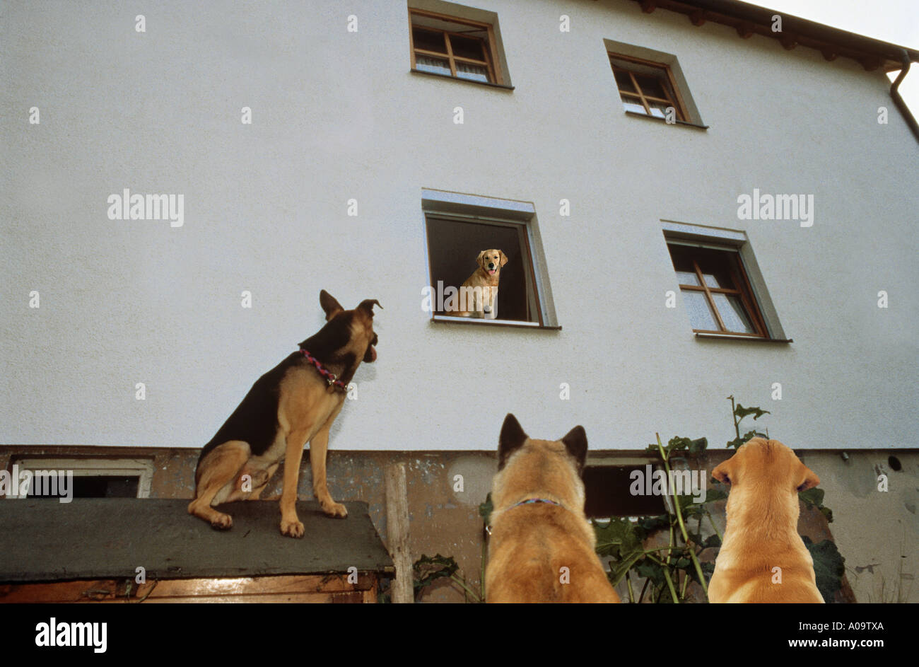male dogs watching she dog in heat Stock Photo - Alamy
