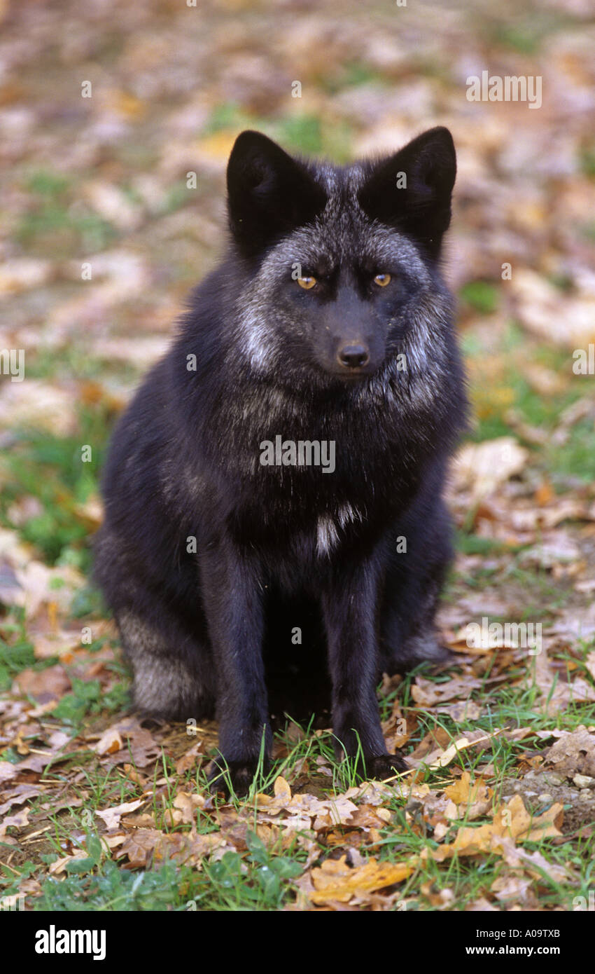 arctic fox Alopex lagopus Stock Photo - Alamy