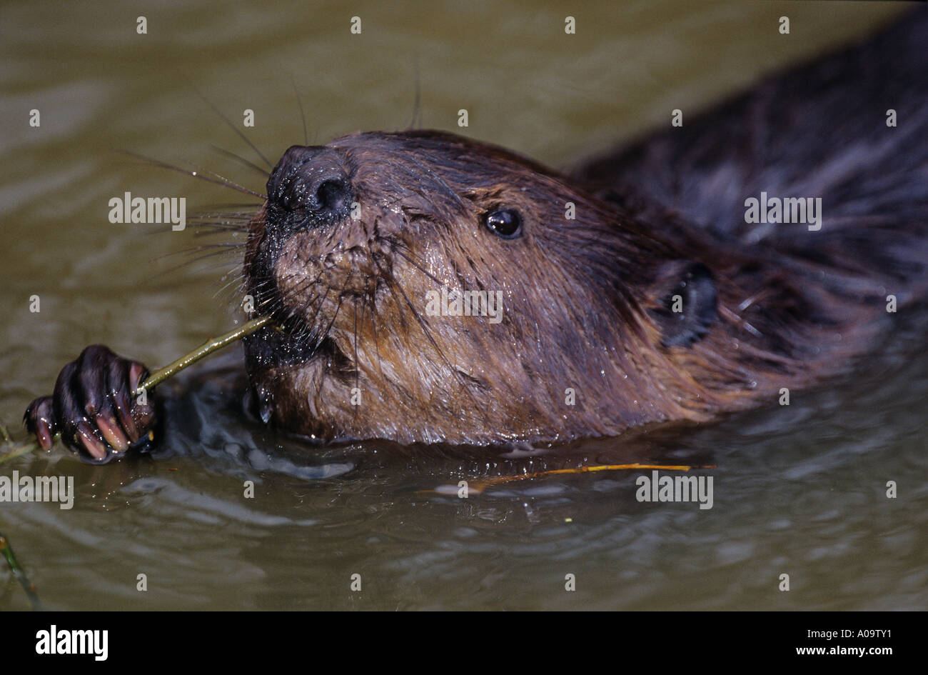 Eurasian beaver European beaver swimming in water Castor fiber Stock ...