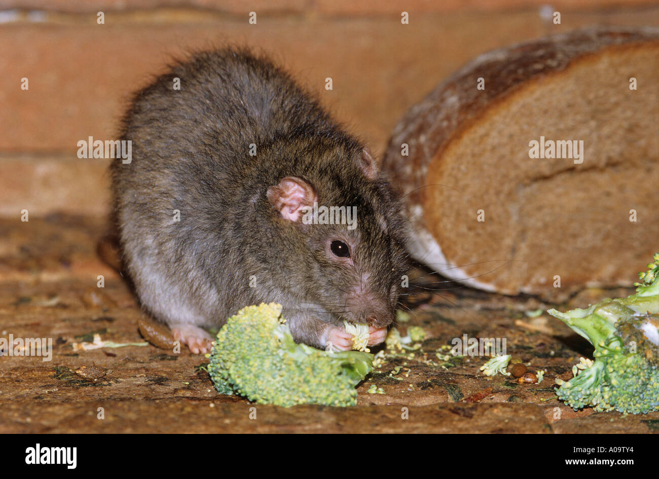 Brown Rat (Rattus norvegicus) feeding on broccoli Stock Photo - Alamy