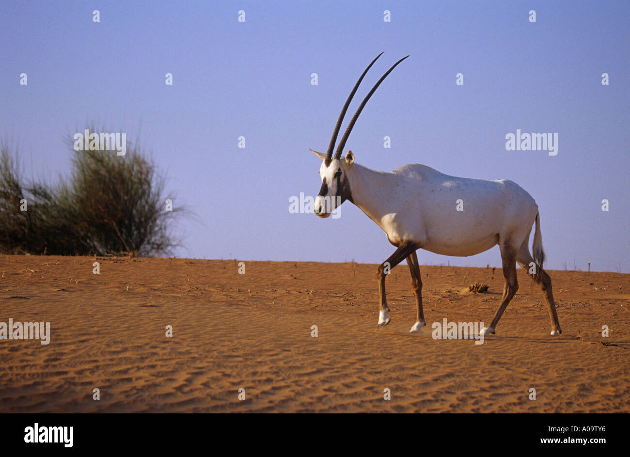 Al maha dubai hi-res stock photography and images - Alamy