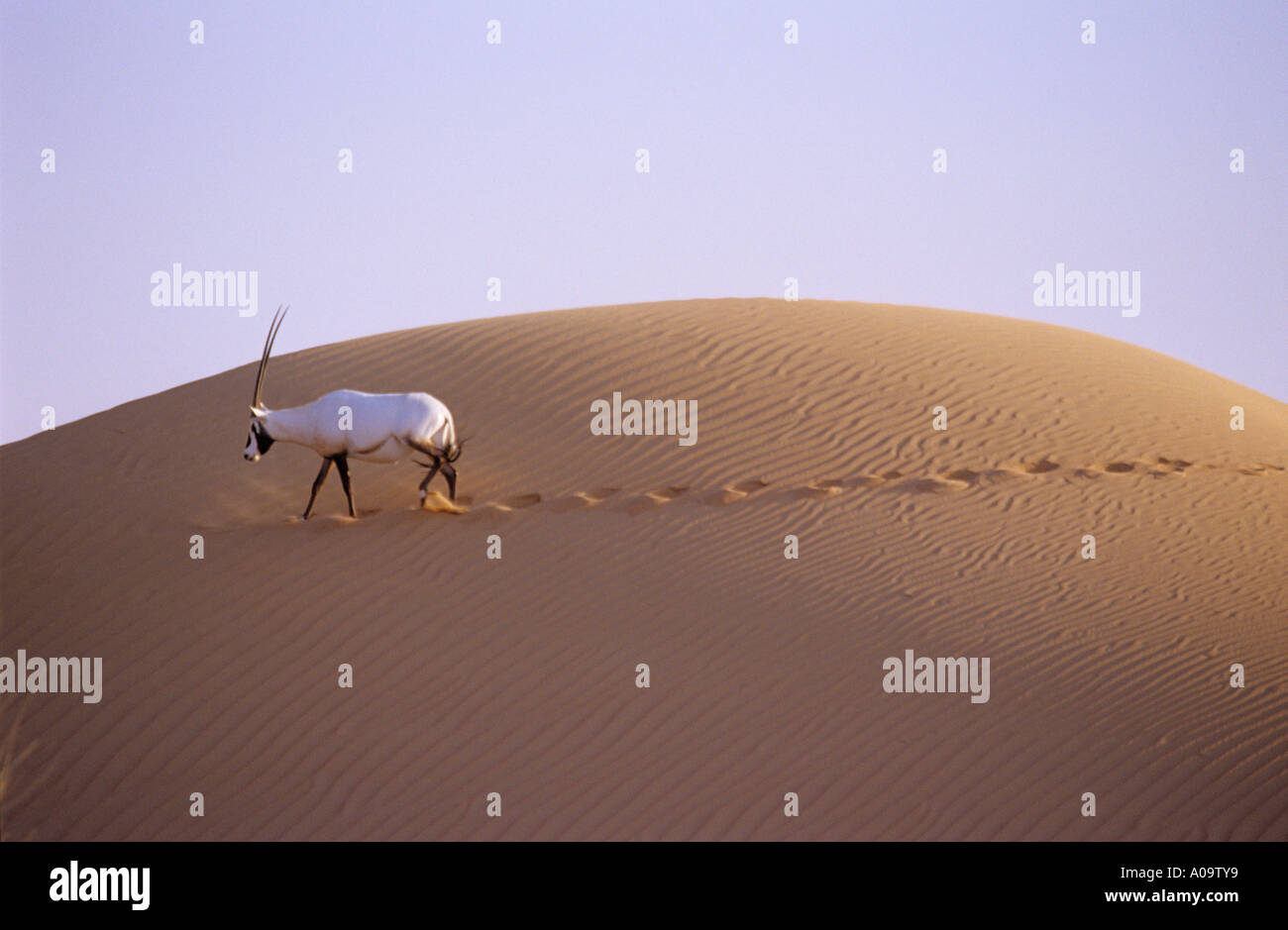 Oryx Track High Resolution Stock Photography and Images - Alamy