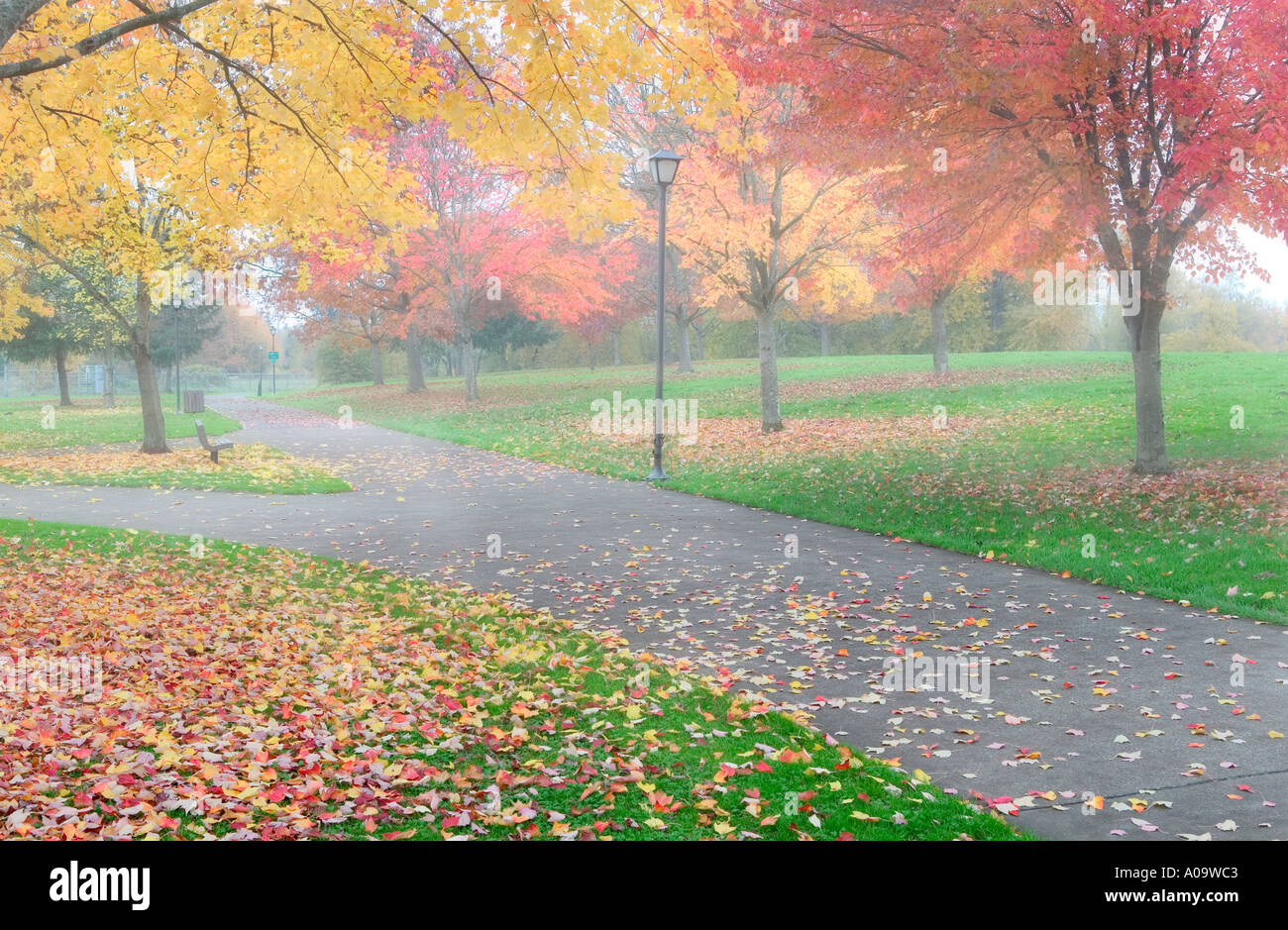 Path with bench and fall color in Skinner Butte Park Eugene Oregon ...