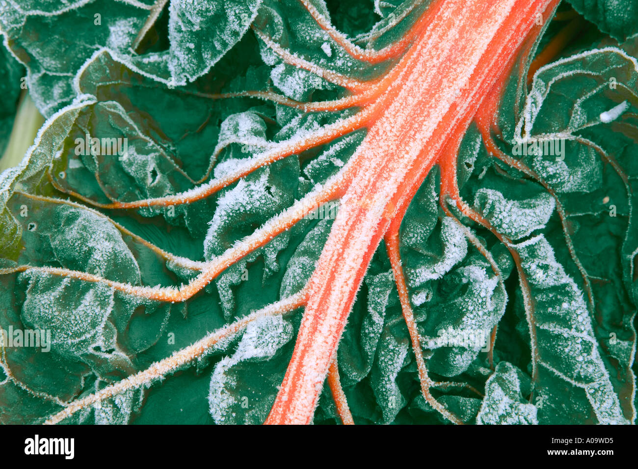 Frost swiss chard hi-res stock photography and images - Alamy