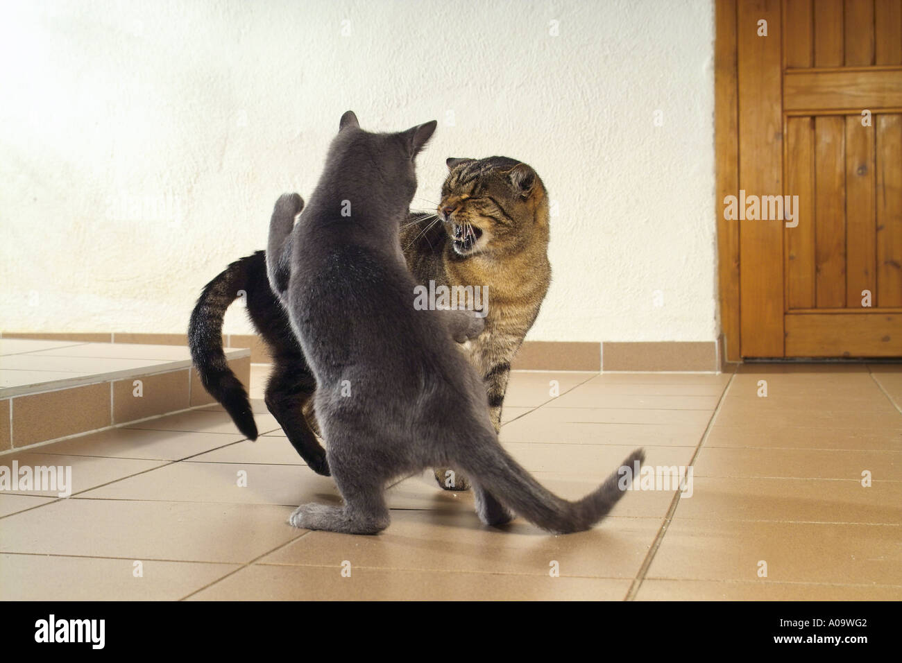 two domestic cats fighting Stock Photo - Alamy