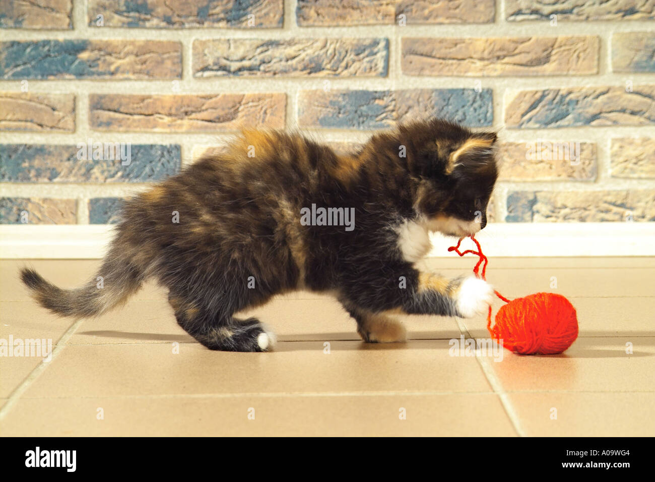 Cats playing with ball hi-res stock photography and images - Alamy
