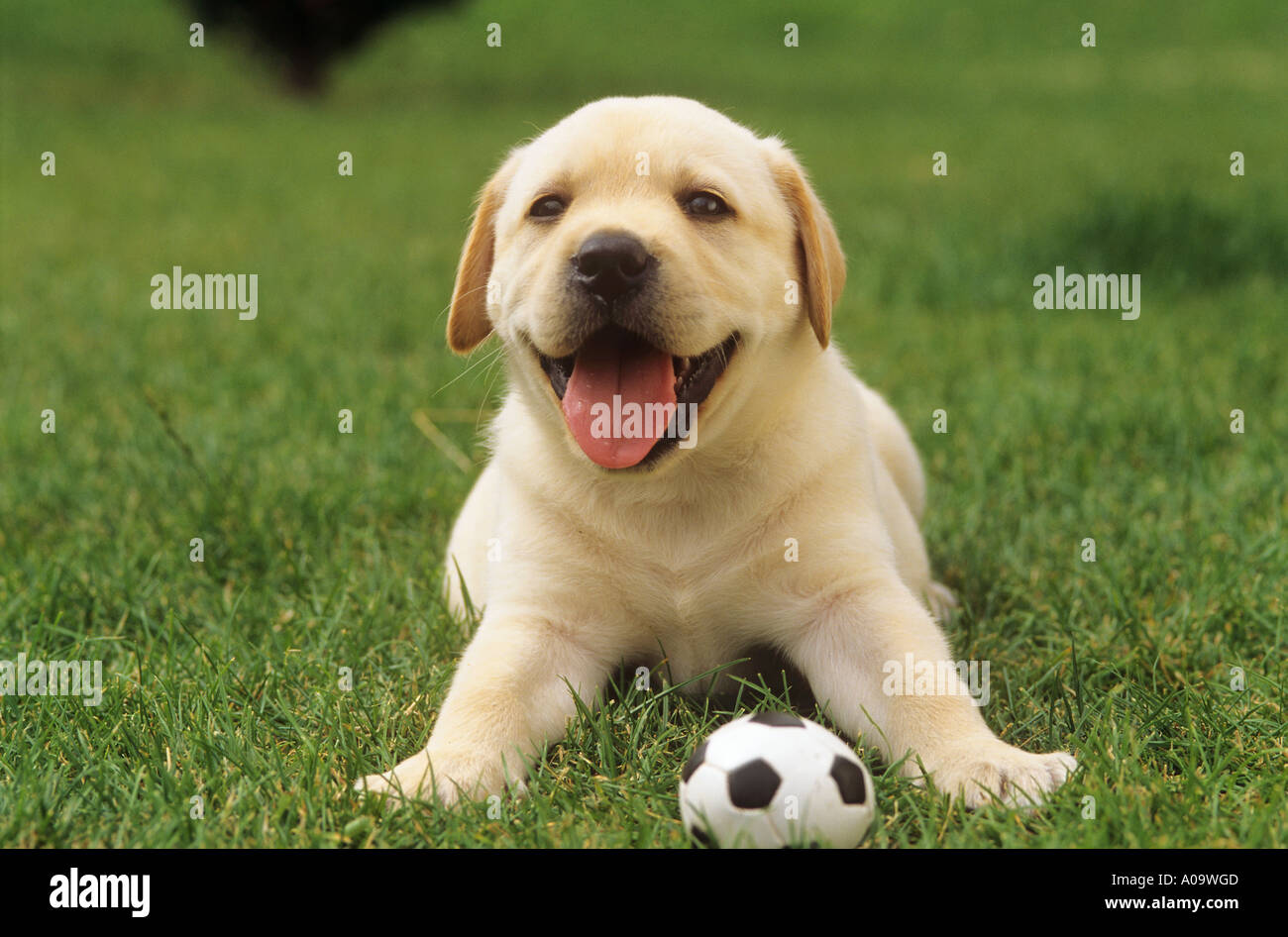 Labrador Retriever puppy with ball lying on meadow Stock Photo - Alamy