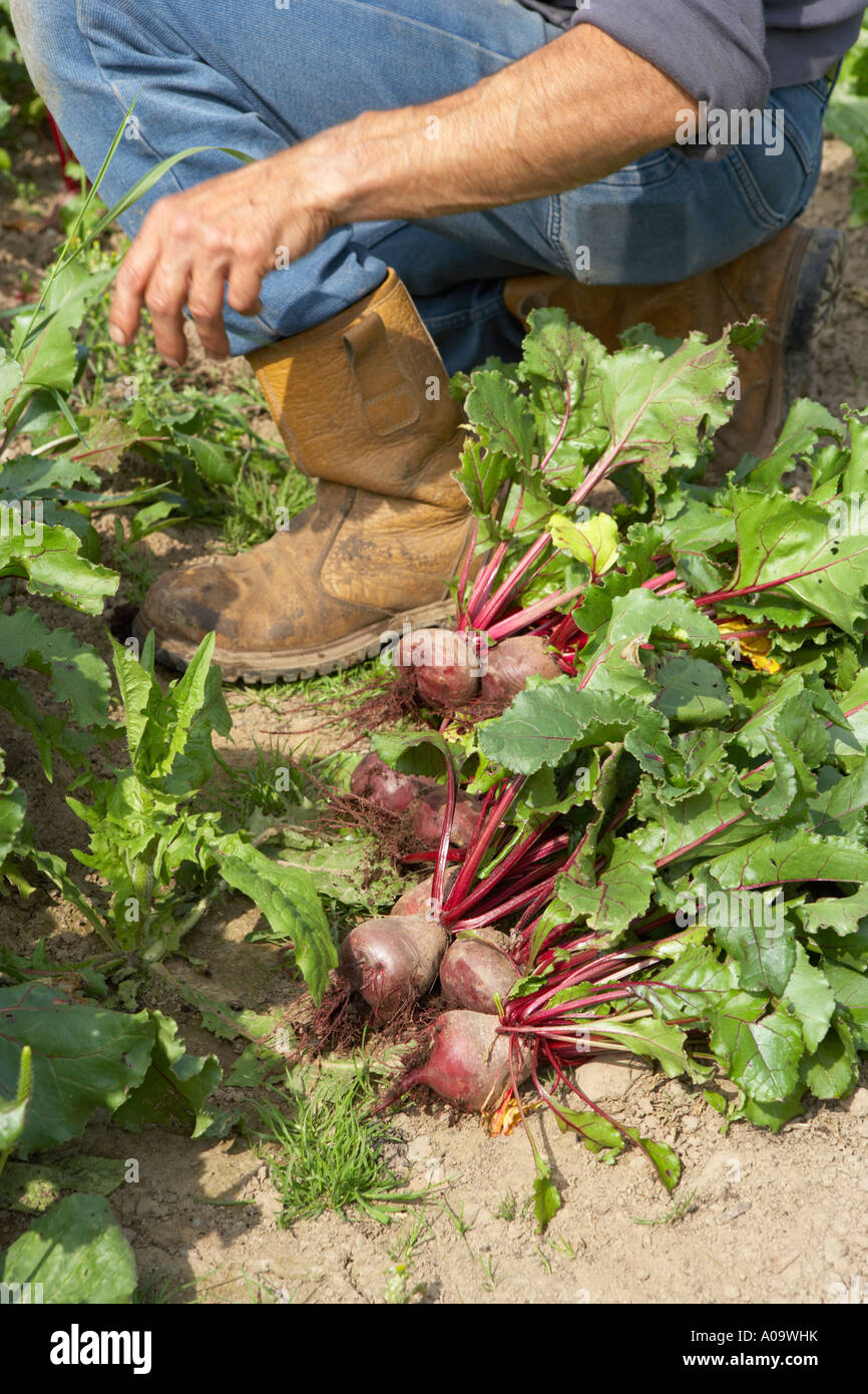 Pulling from ground hi-res stock photography and images - Alamy