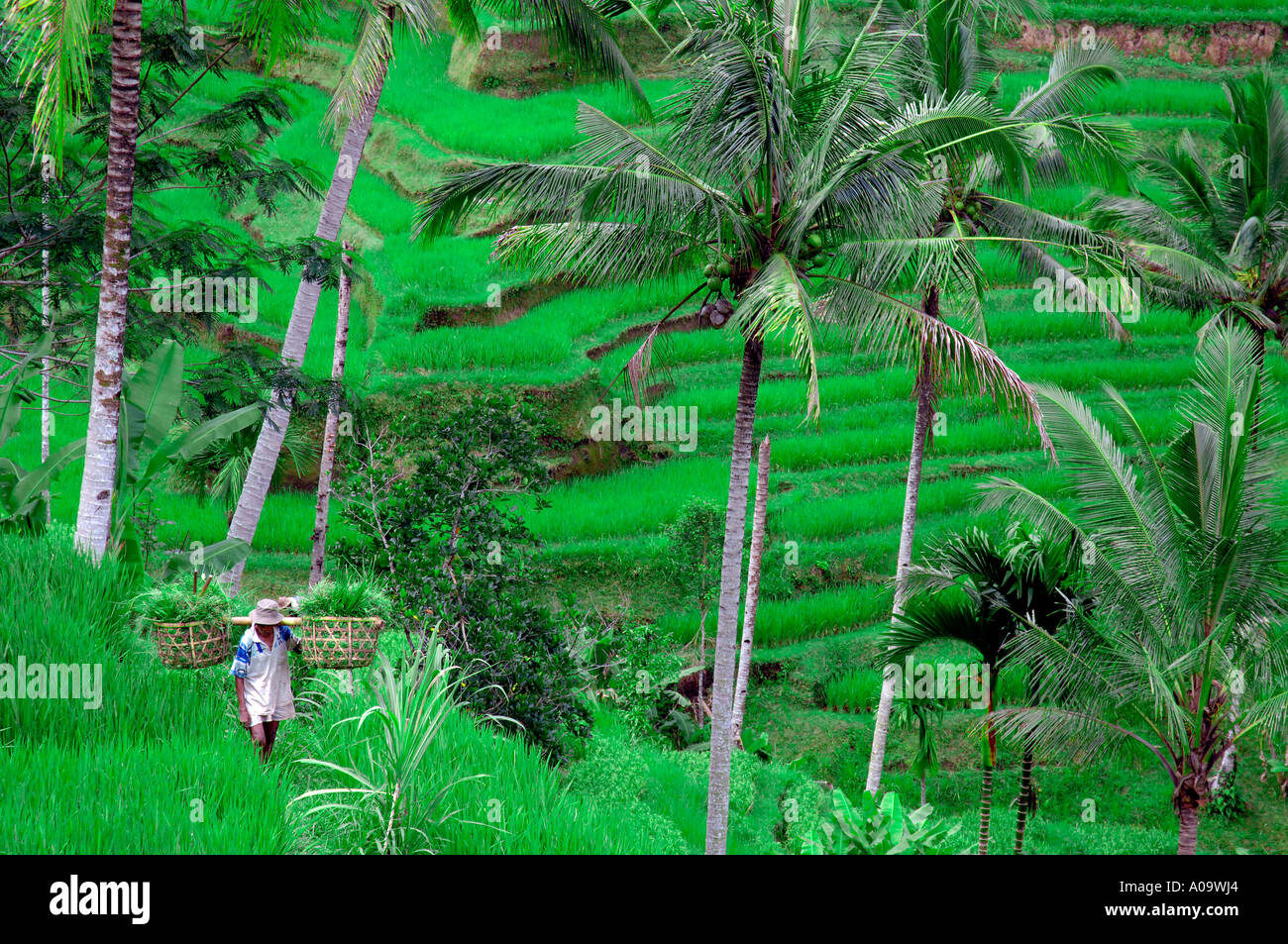 Rice Terraces near Ubud town , Bali, Indonesia Stock Photo - Alamy