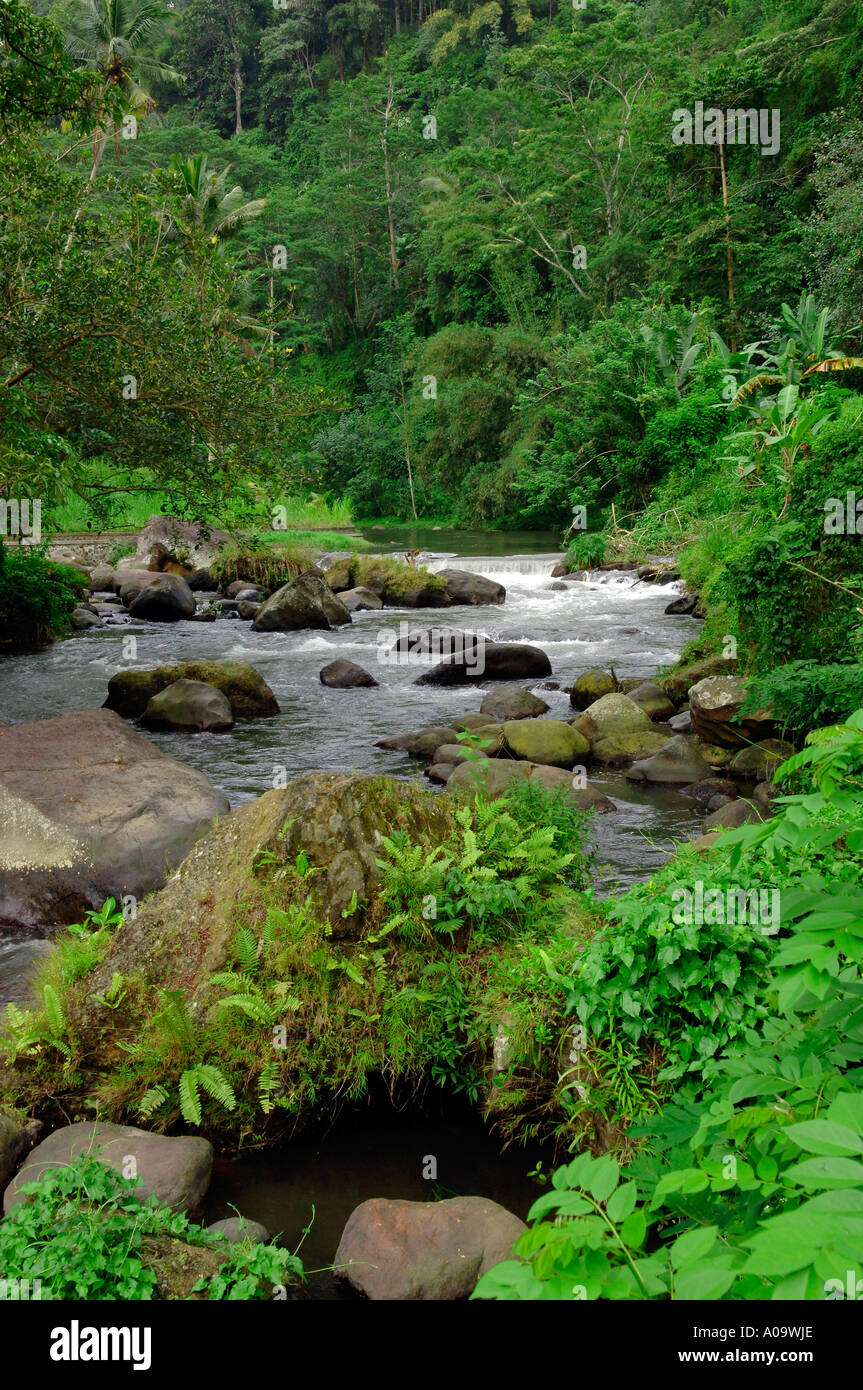 Ayung River gorge, Ubud, Bali Indonesia Stock Photo - Alamy