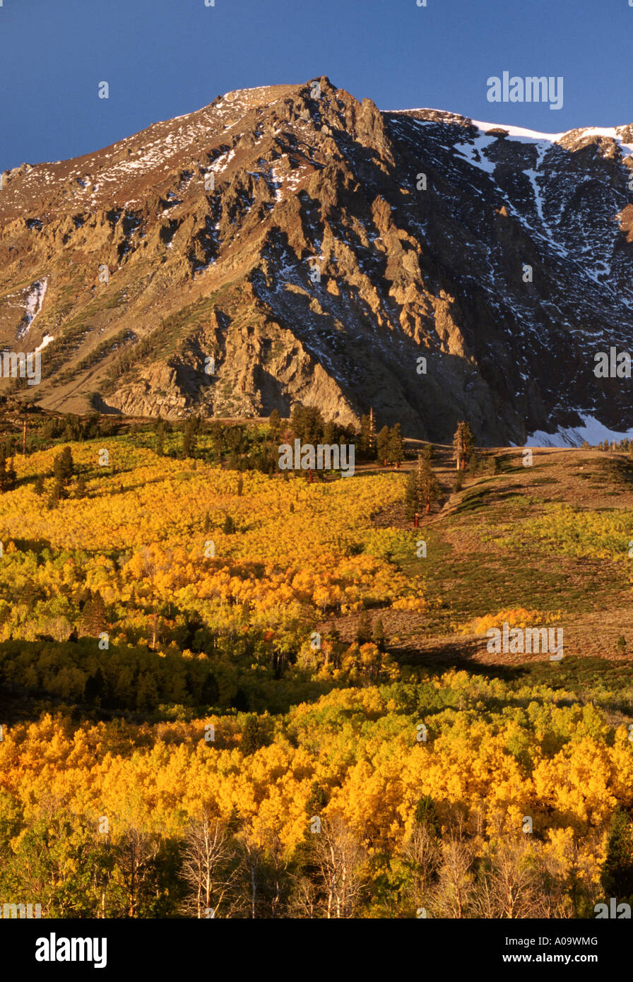 MOUNT WOOD towers above a stand of QUAKING ASPEN PARKER BENCH JUNE LAKE ...