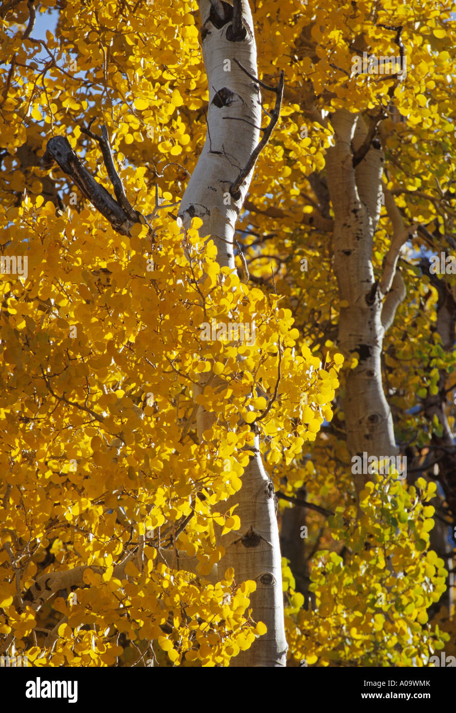 QUAKING ASPEN turn autumn gold PARKER BENCH JUNE LAKE LOOP SIERRA ...