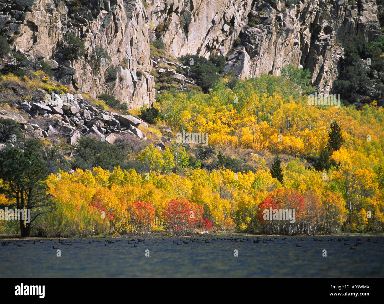 A flock of GREBES on GRANTS LAKE situated on the JUNE LAKE LOOP autumn ...
