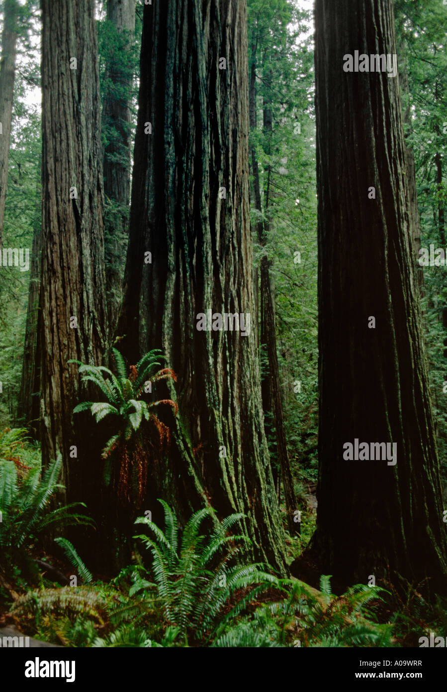 Tremendous size hi-res stock photography and images - Alamy