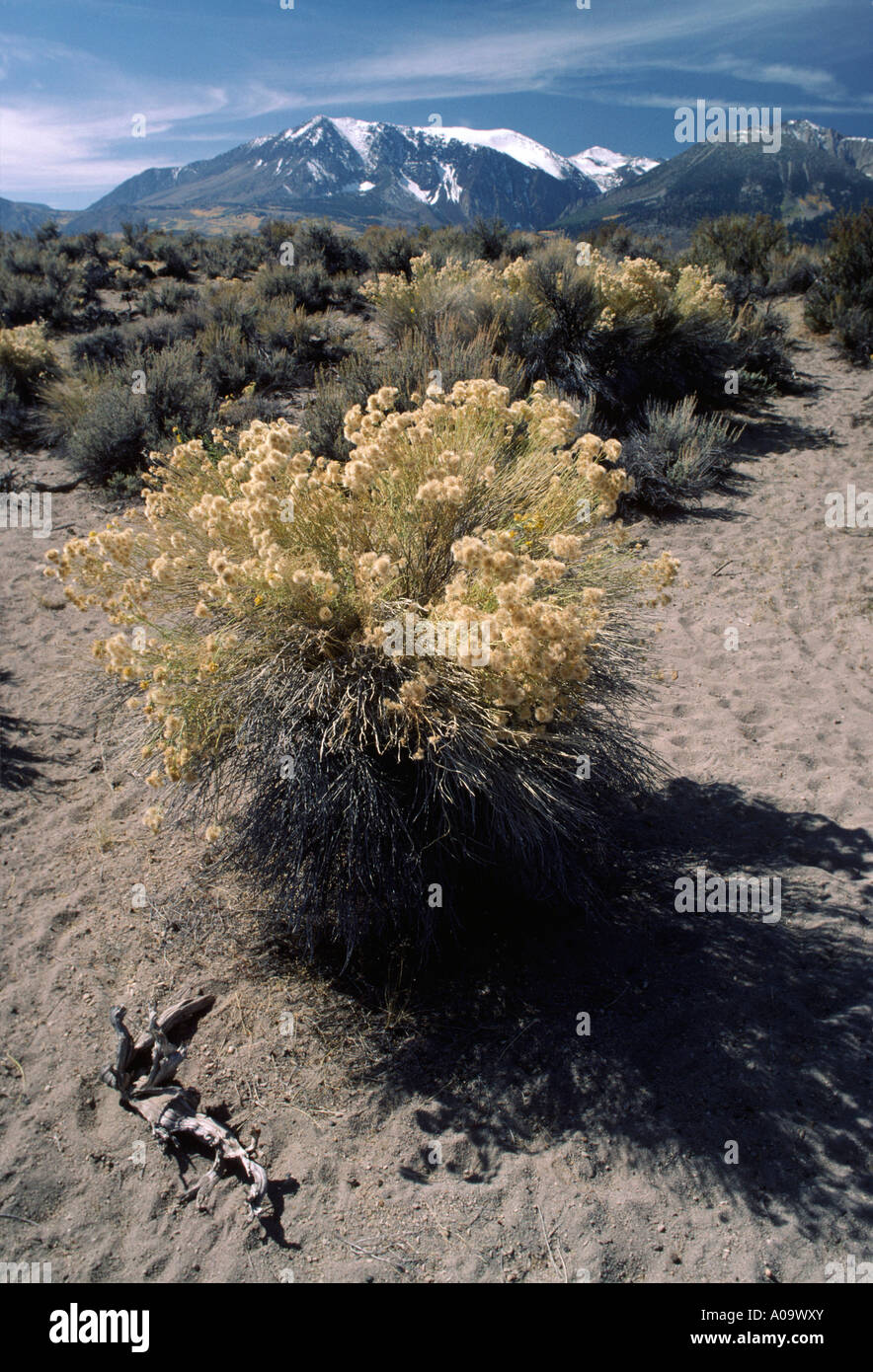 SAGE BRUSH other desert plants flourish in the dry environment on the ...