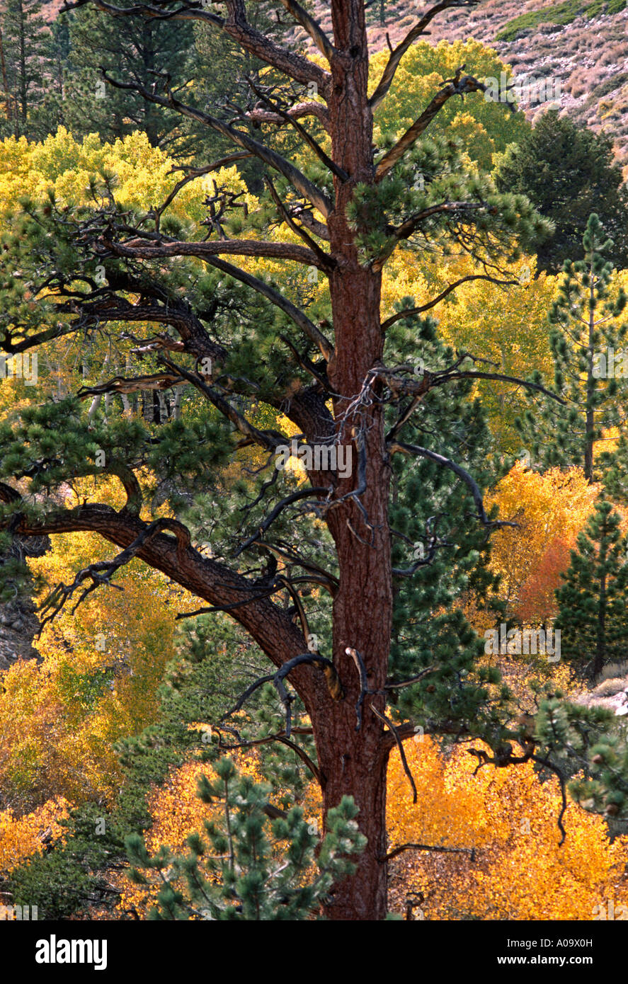 PINE TREE Aspens flourish in the RIPARIAN WOODLAND created by PARKER ...