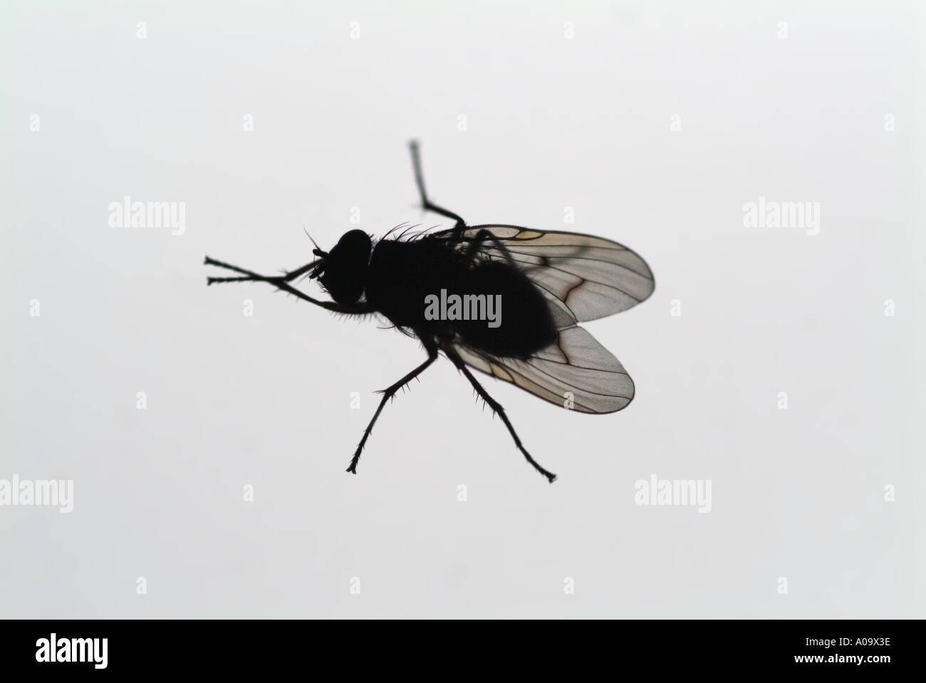 Black flies cutout hi-res stock photography and images - Alamy