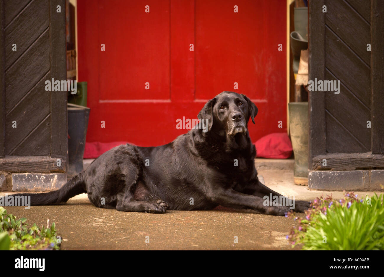 Sprawling dog hi-res stock photography and images - Alamy