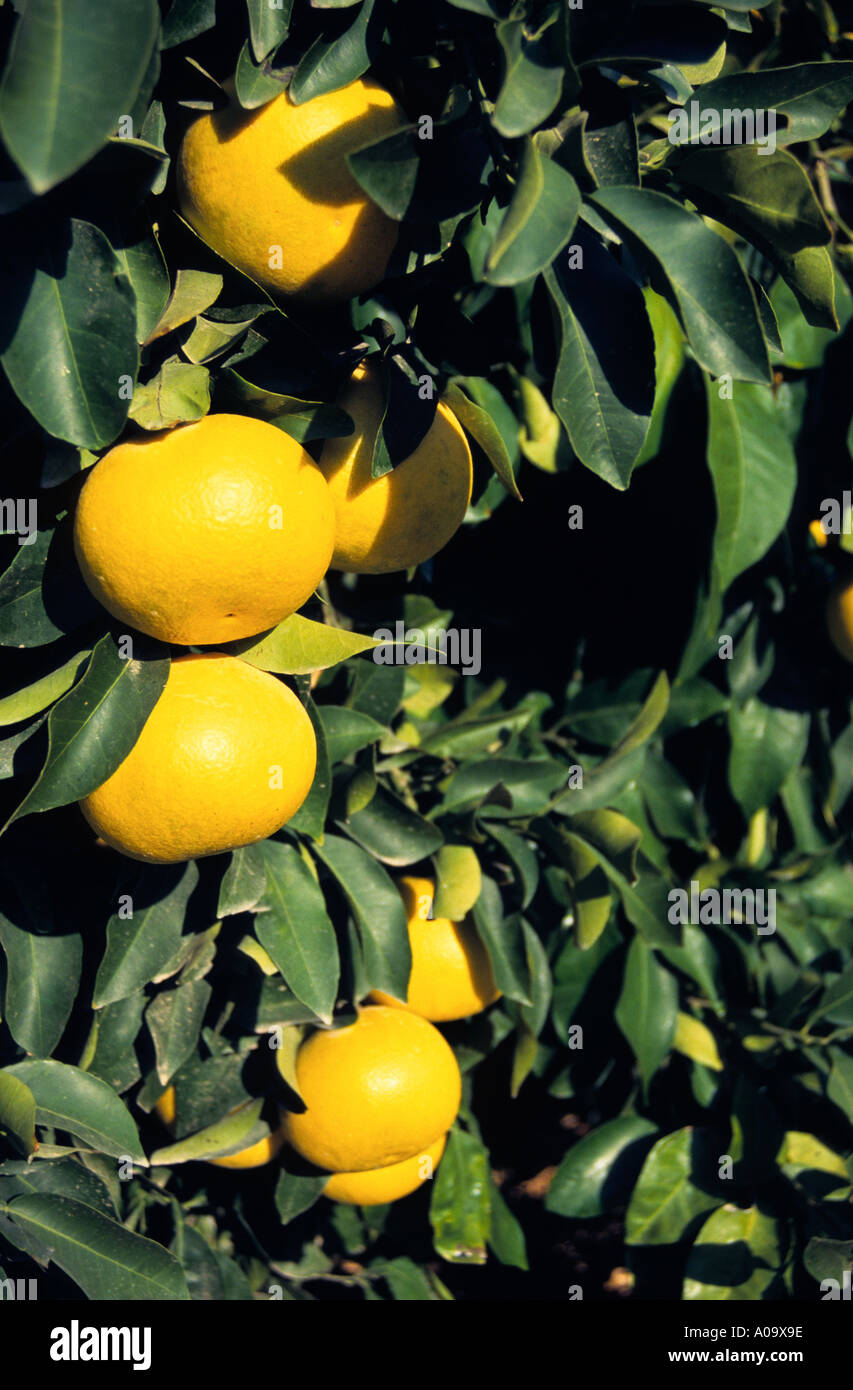 Growing grapefruits hi-res stock photography and images - Alamy