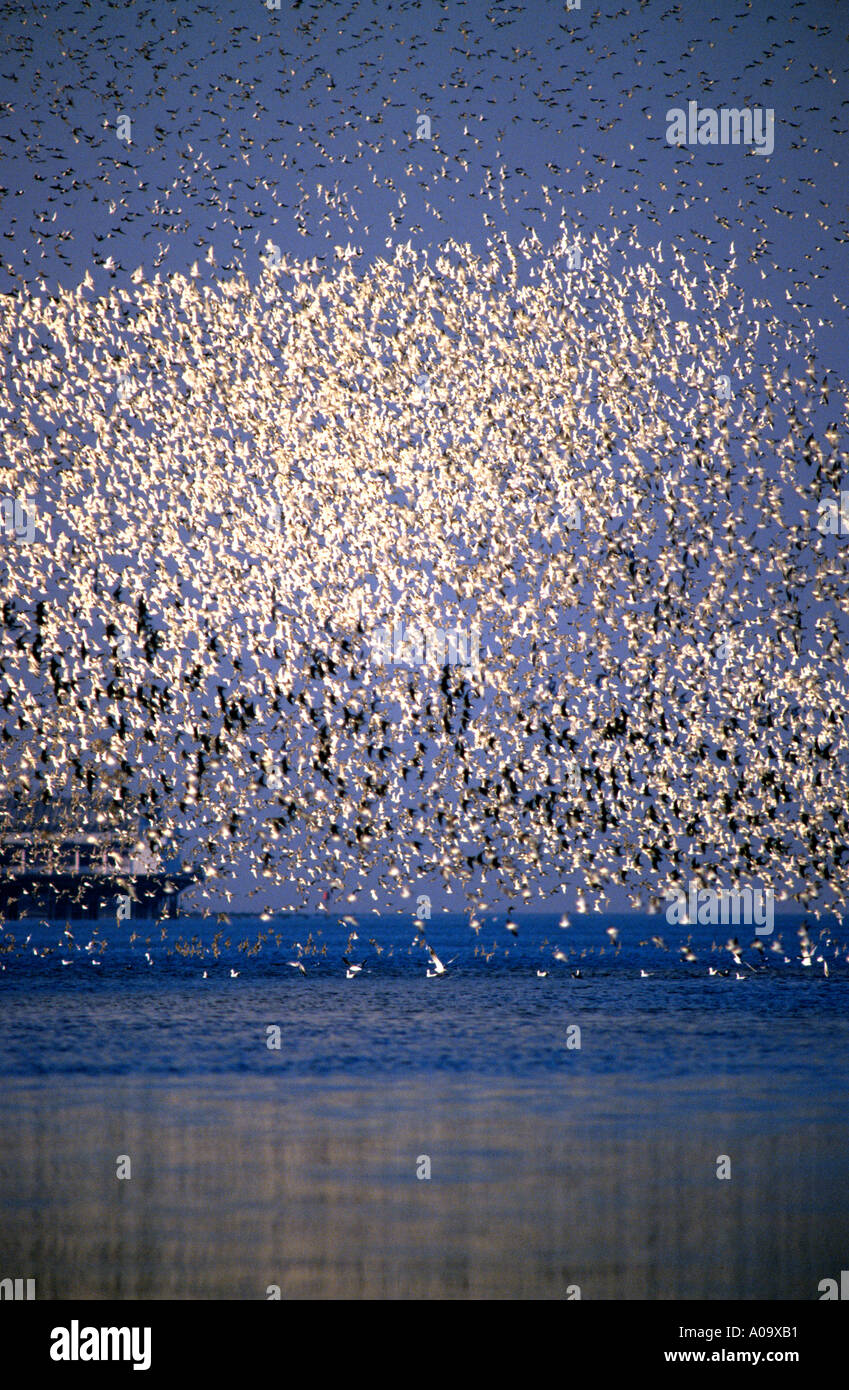 Large flocks of waders in flight Stock Photo - Alamy