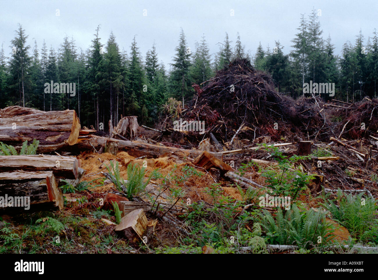 FALLEN TIMBER and wood scraps in the middle of a CLEAR CUT FOREST ...