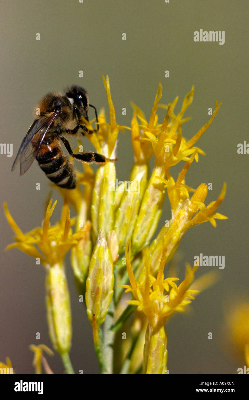 HONEY BEE gathers pollen from wild flower CALIFORNIA Stock Photo - Alamy
