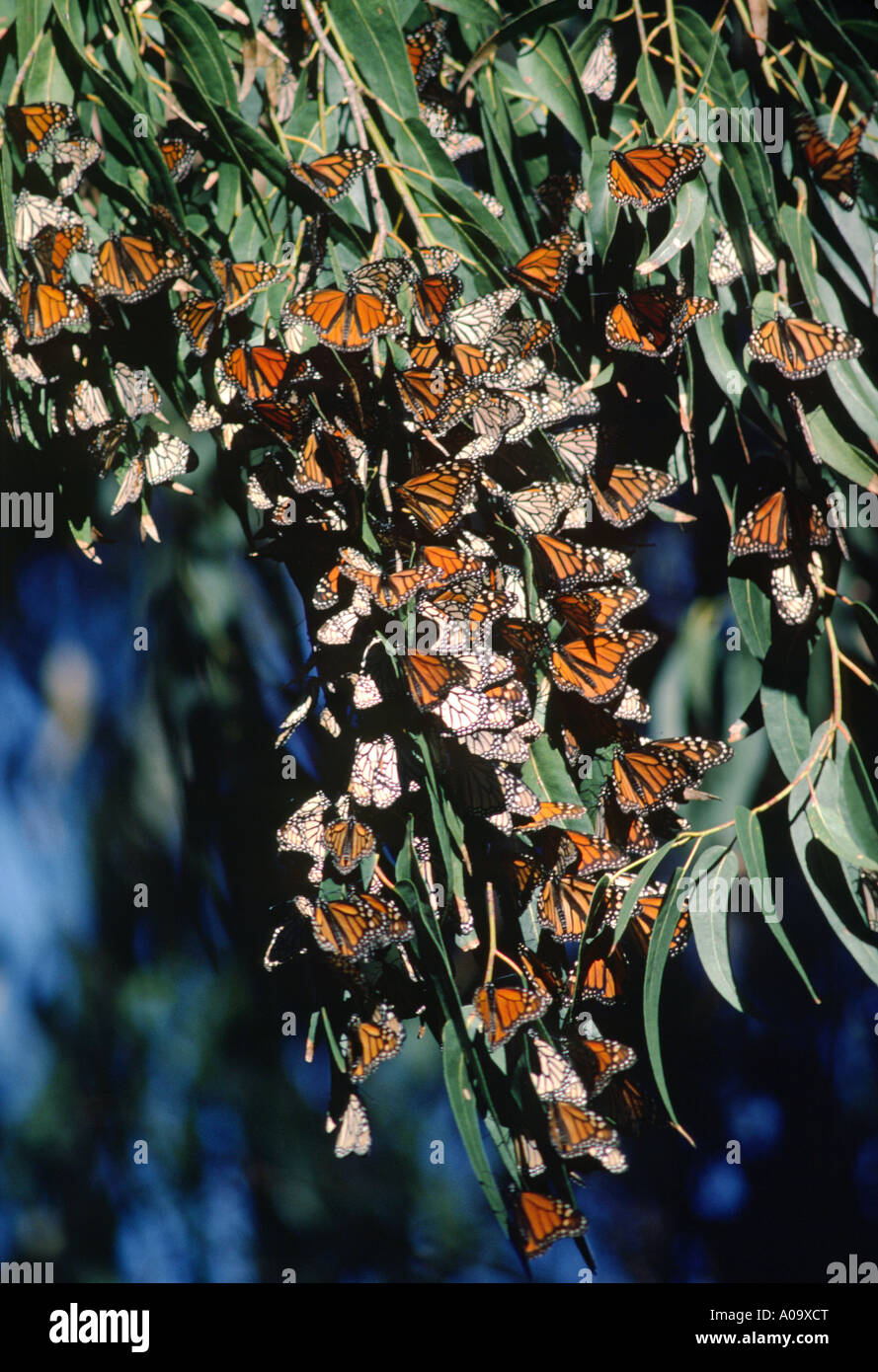 Migrating MONARCH Butterflys on EUCALYPTUS tree Pacific Grove CA Stock Photo - Alamy