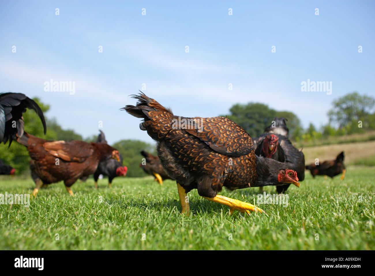 Rhode Island Red chicken hen eating grain in a field Stock Photo - Alamy