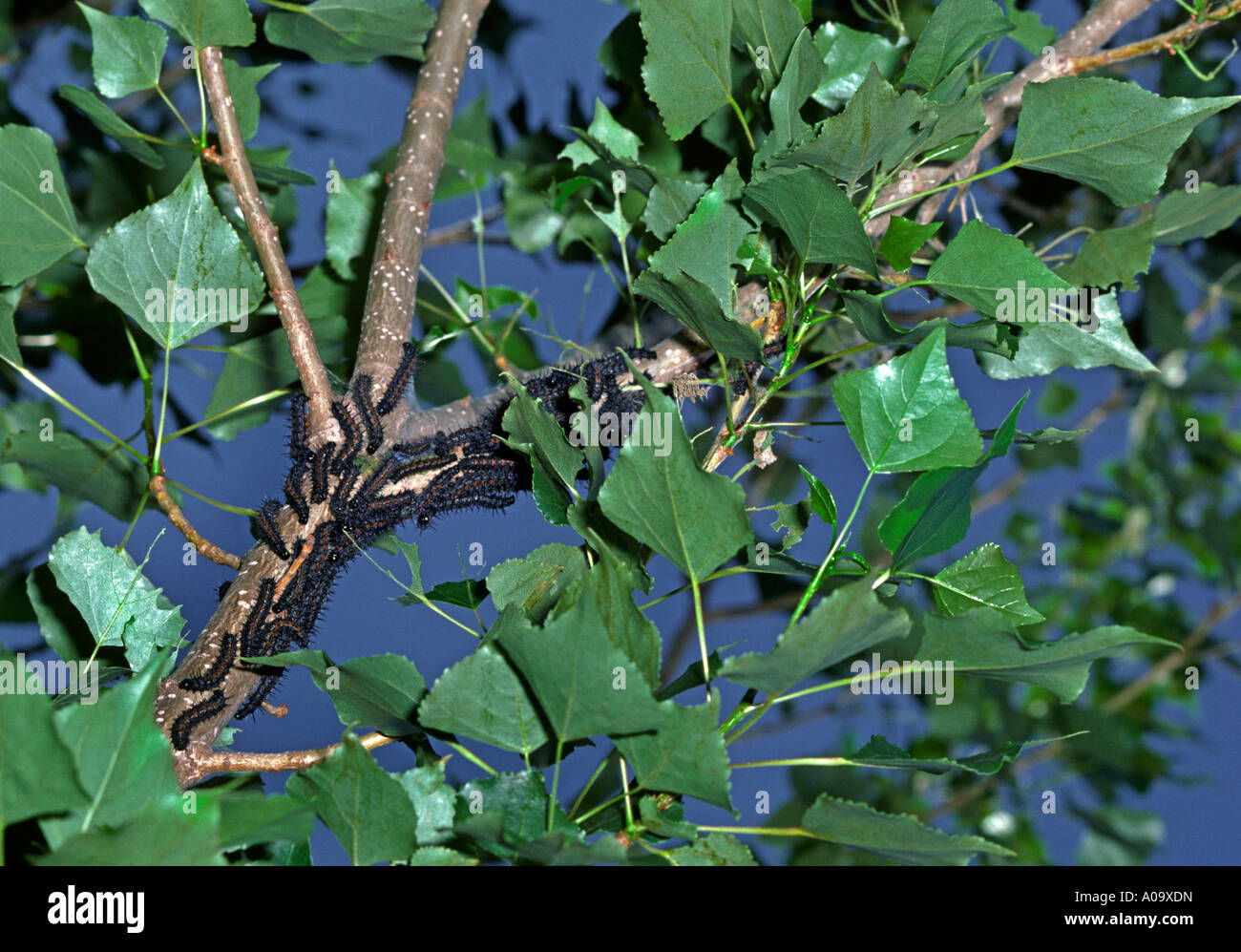 MONARCH Butterfly CATAPILLARS feed on tree Leaves Santa Barbara CA ...