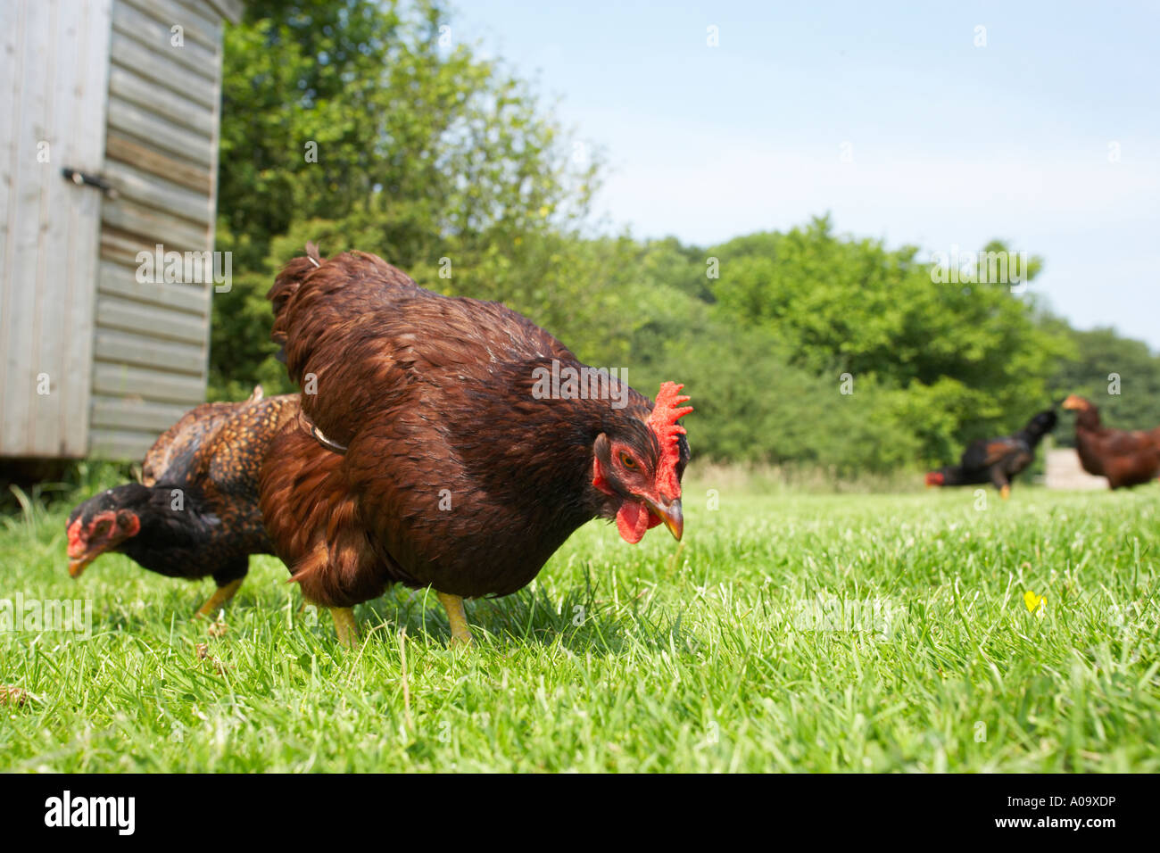 Chicken jpg hi-res stock photography and images - Alamy