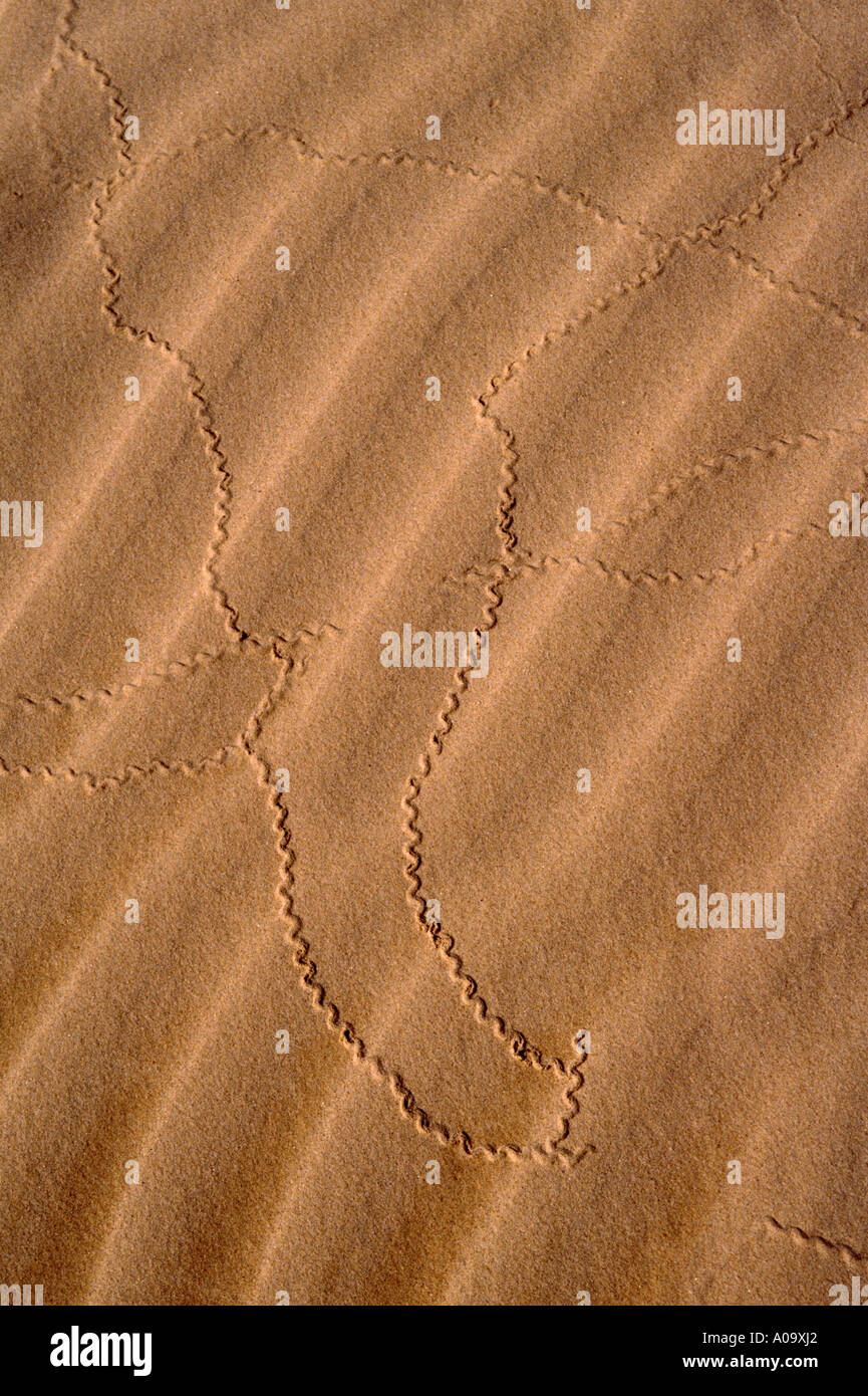Worm tracks hi-res stock photography and images - Alamy