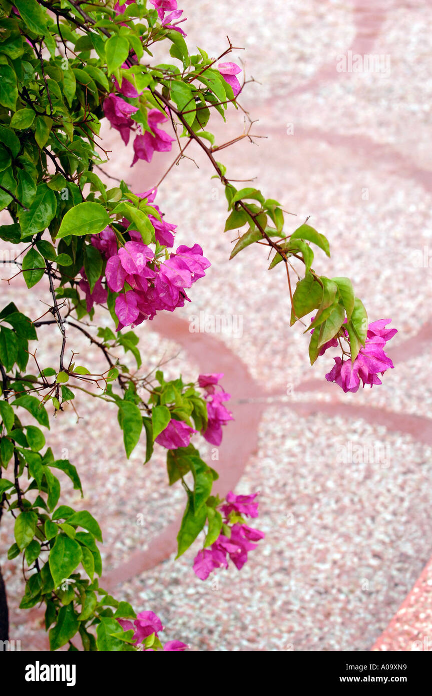 Terracotta tiles path pink flowers abstract bourganvilia hi-res stock ...