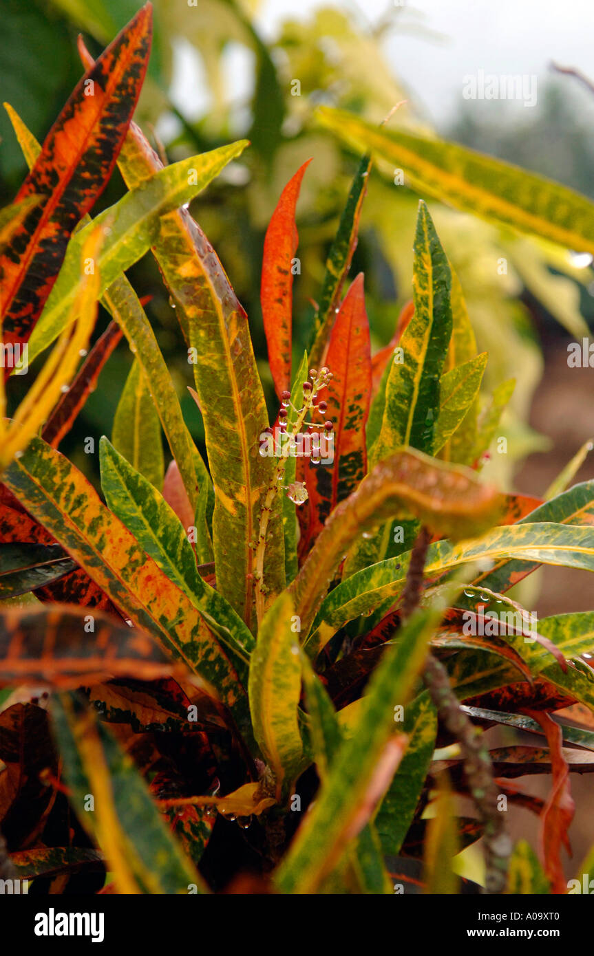 Red Orange tropical leaves, Balinese garden shrubbery Bali Indonesia ...